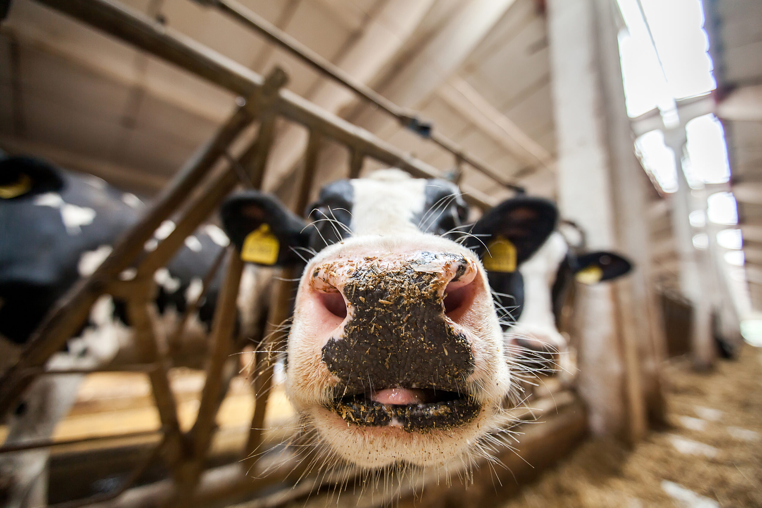 MagnaPalm - Energy Feeds International