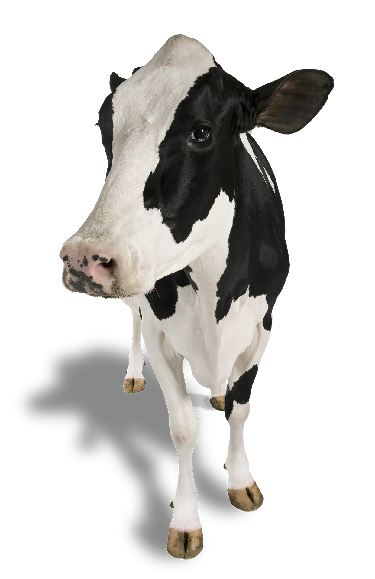 Top-Quality Bypass Fats for Dairy Cattle - Energy Feeds International