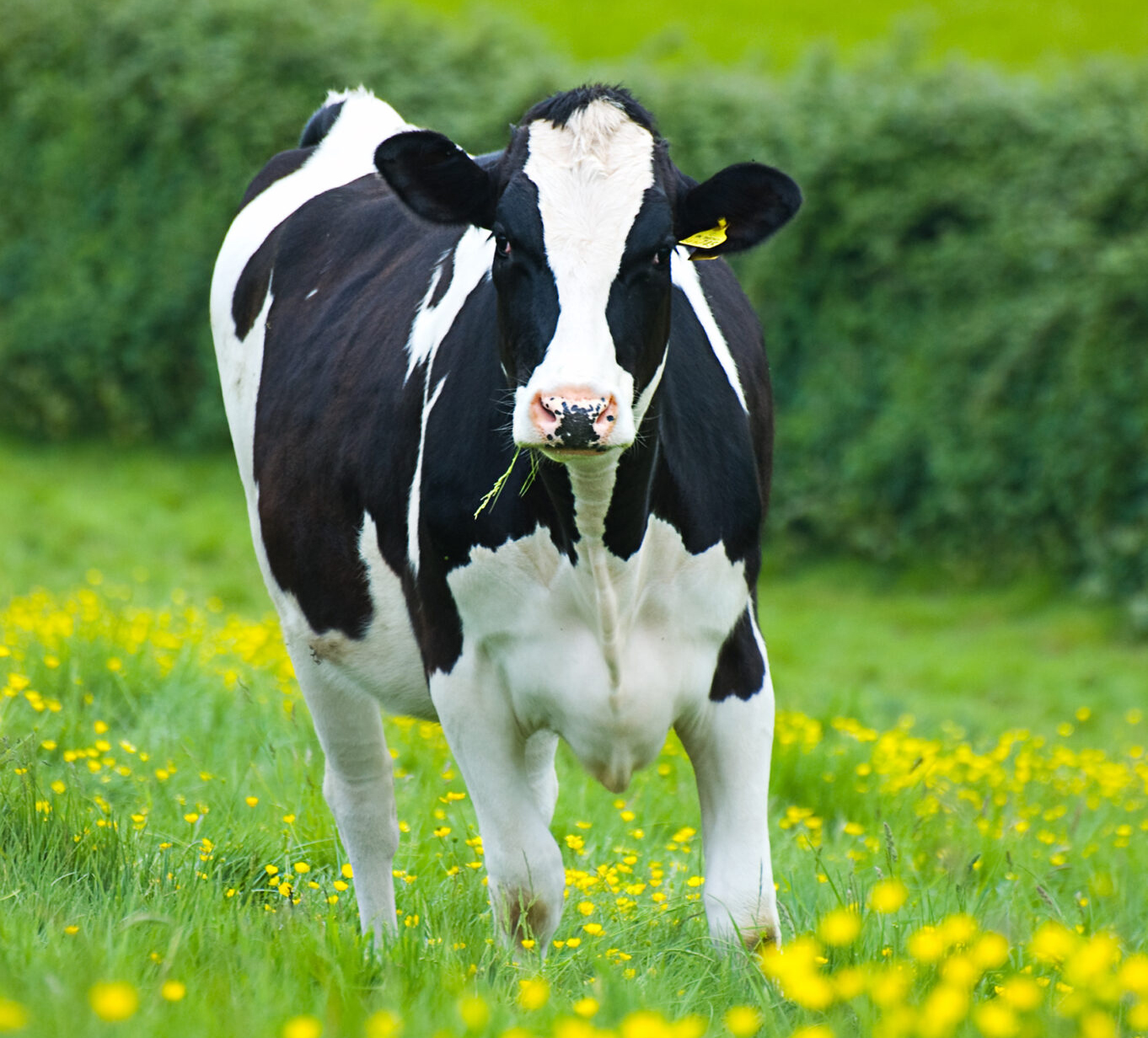 About EFI | Energy Feeds International